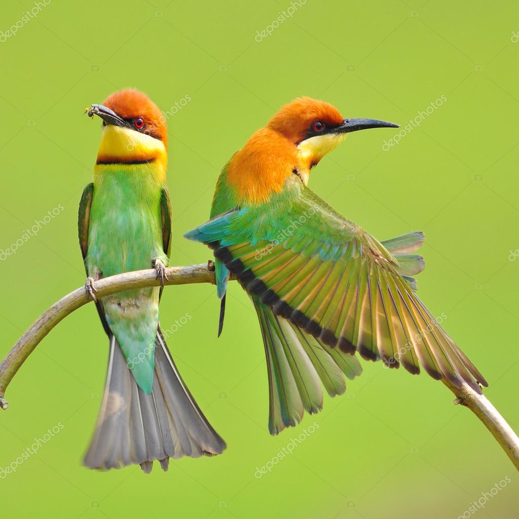 Bee eater Bird — Stock Photo © thawats #41348799