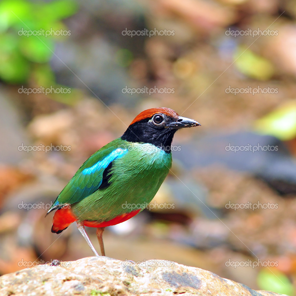 Hooded Pitta bird — Stock Photo © thawats #41348963