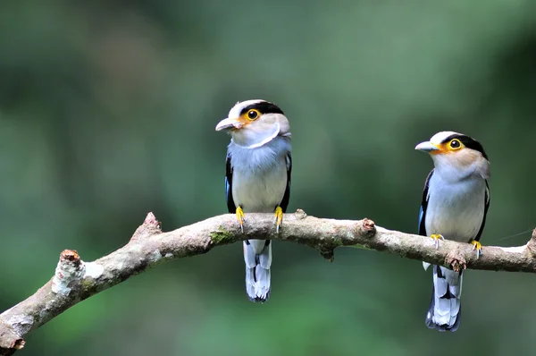 Silver-breasted broadbill on the branch Stock Photo by ©thawats 41477845