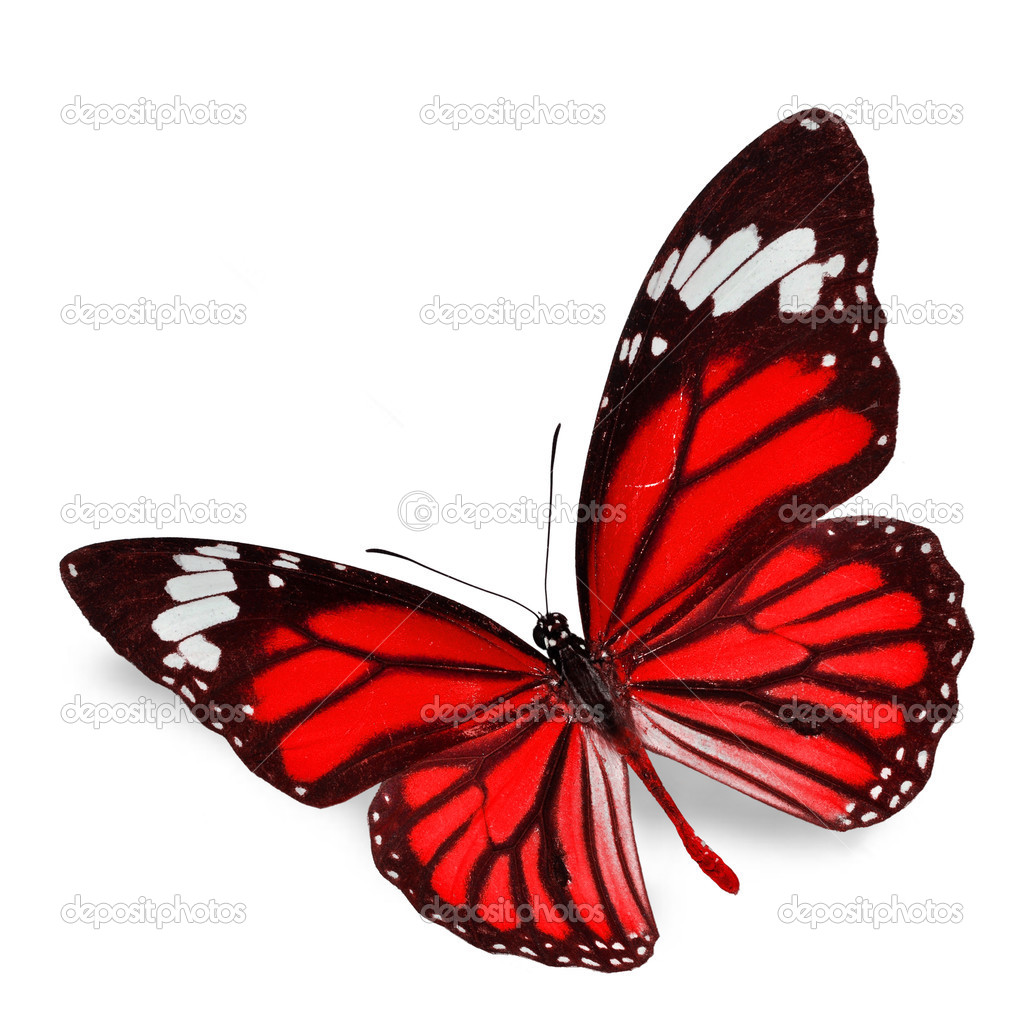 Mariposa roja: fotografía de stock © thawats #41546215 | Depositphotos
