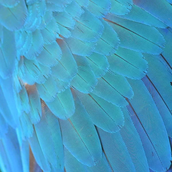 Blue and Gold Macaw feathers Stock Photo by ©panuruangjan 51974613