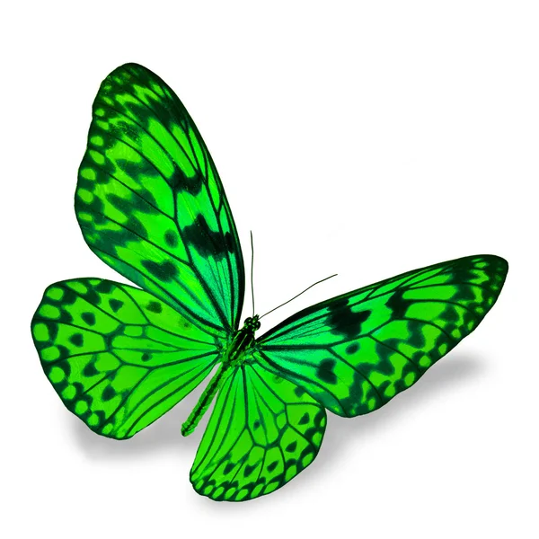 Green butterfly Stock Photos, Royalty Free Green butterfly Images ...