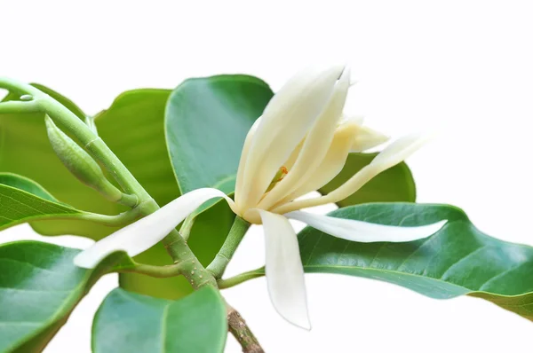 Michelia alba Stock Photos, Royalty Free Michelia alba Images ...