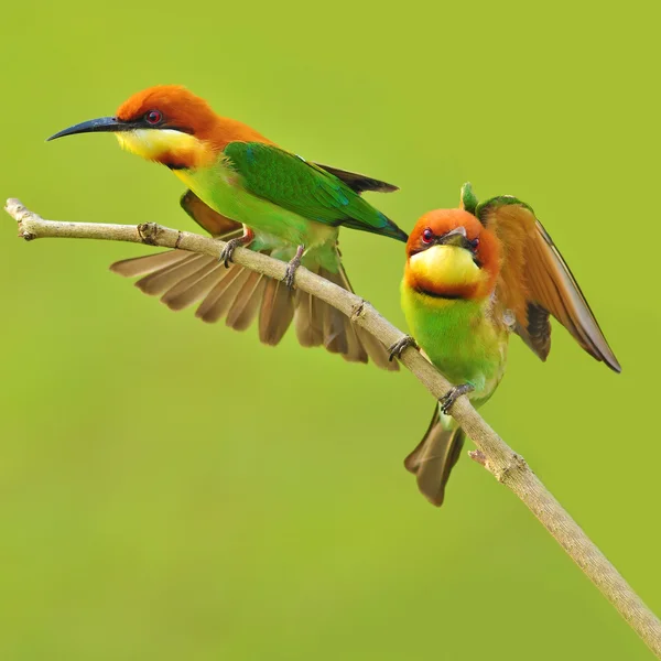 Colibri birds Stock Photos, Royalty Free Colibri birds Images ...