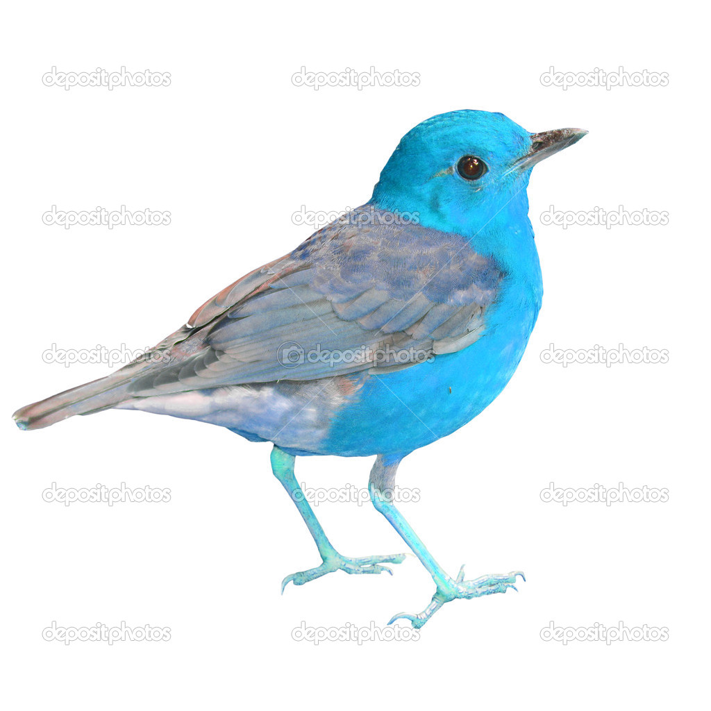 Beautiful Blue Bird Stock Photo by ©thawats 42184553