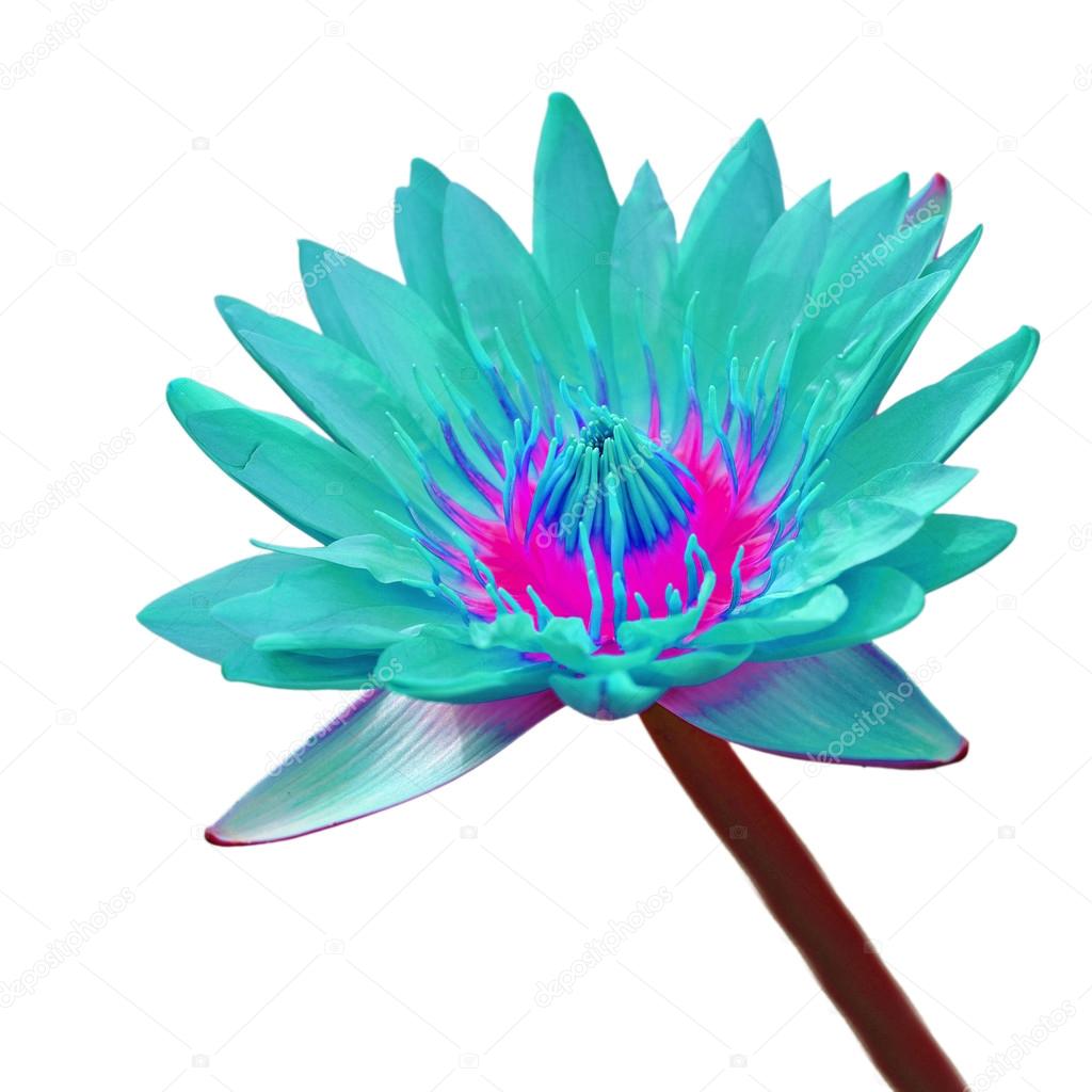 Blue and pink lotus flower — Stock Photo © thawats #42185577
