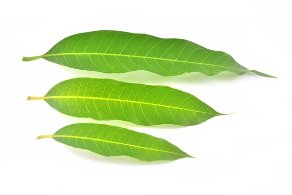Folha de mango Stock Photos, Royalty Free Folha de mango Images ...