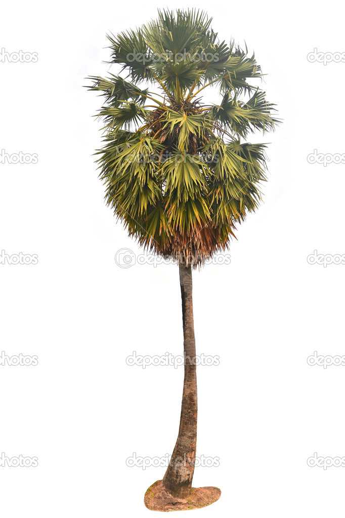 Toddy palm tree — Stock Photo © thawats #43188823