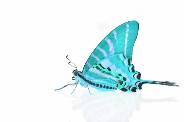 A vibrant ombre vibrant blue butterfly in a watercolor painting style ...