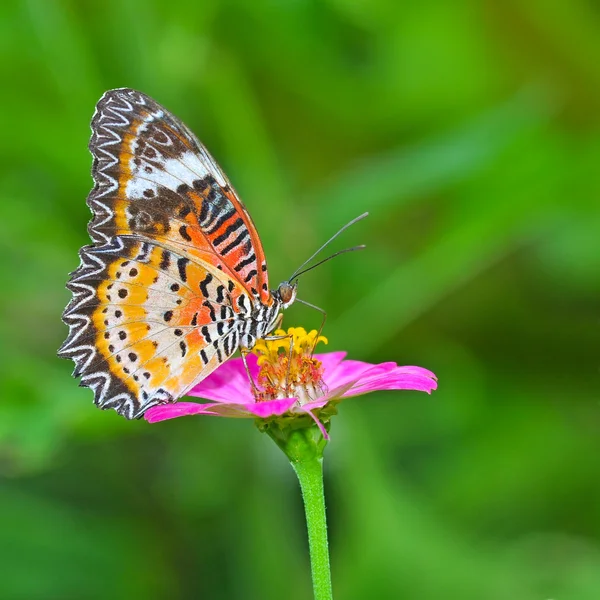 Small butterfly Stock Photos, Royalty Free Small butterfly Images ...