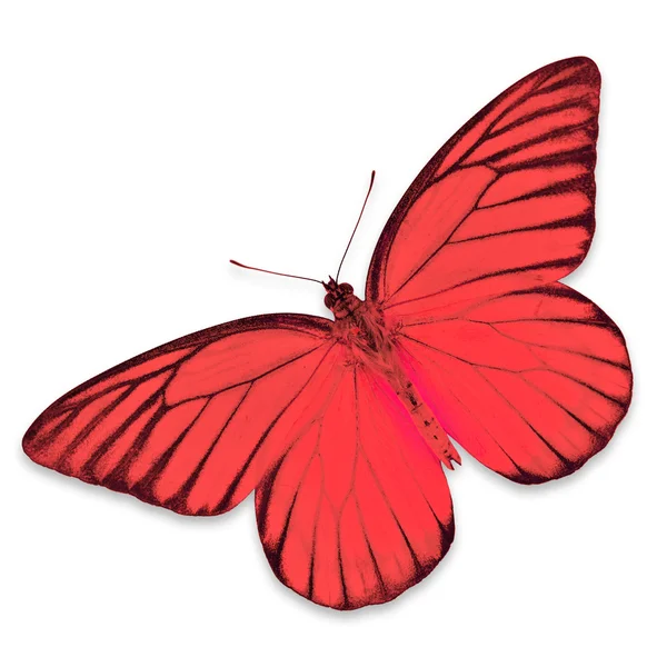 Red butterfly Stock Photos, Royalty Free Red butterfly Images ...