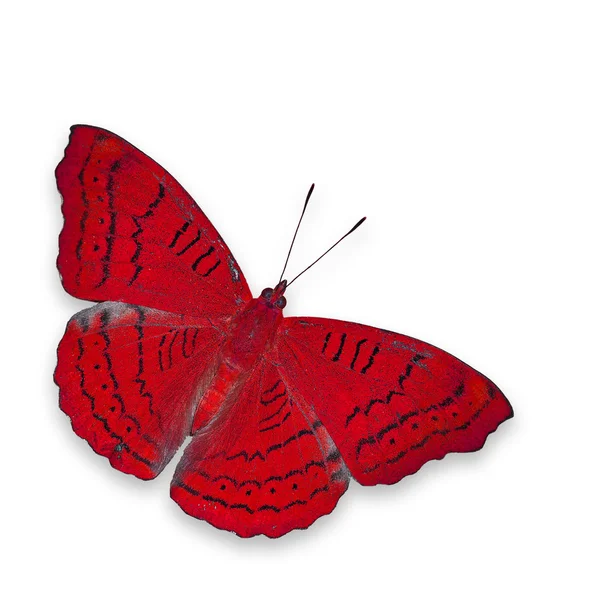 Red butterfly Stock Photos, Royalty Free Red butterfly Images ...