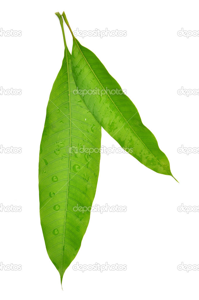 Mango Leaf Clipart
