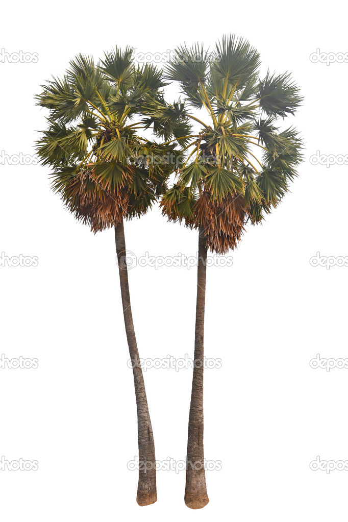 Images: toddy palm tree | Toddy palm tree — Stock Photo © thawats #43687259
