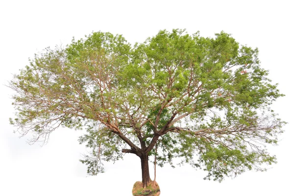 Toddy palm tree — Stock Photo © thawats #43188823