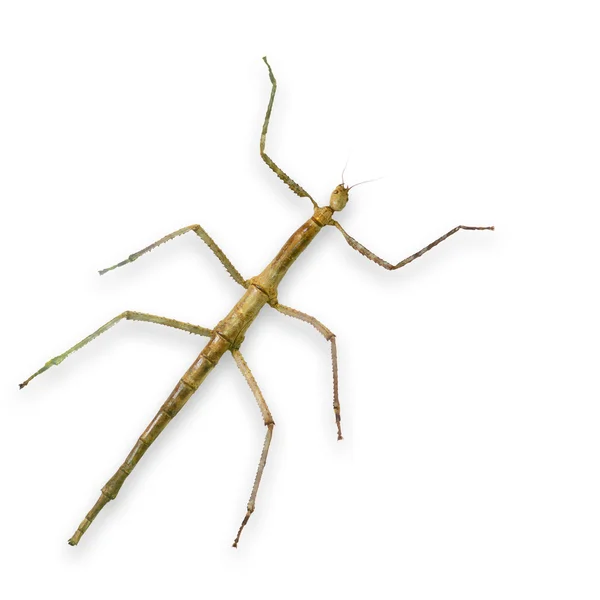 Walking Stick Insect Clip Art