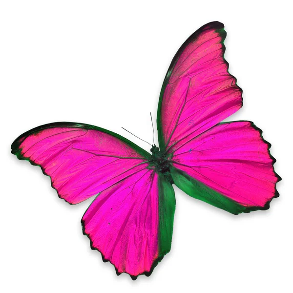 Pink butterfly flying Stock Photo by ©thawats 91371676