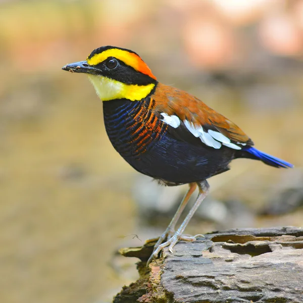 Banded pitta bird - Stock Image - Everypixel