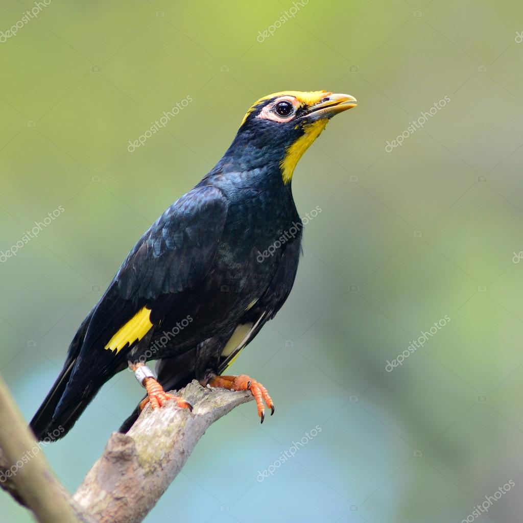 Hill Myna