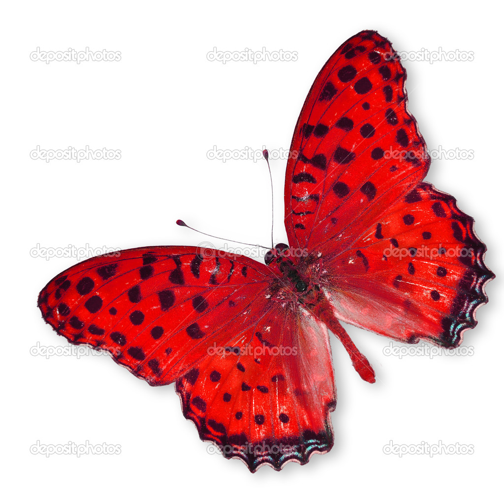 Red Butterfly Flying