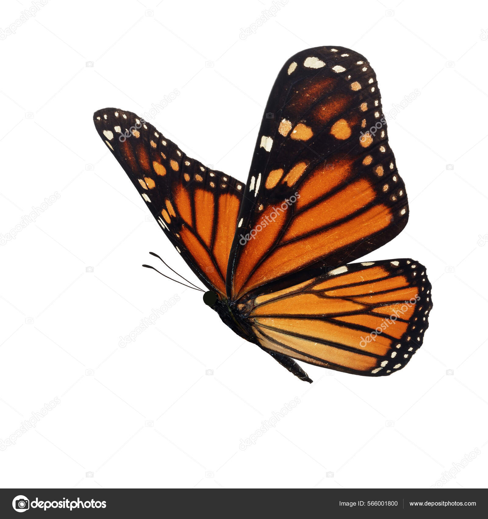 Beautiful Monarch Butterfly Isolated White Background — Stock Photo ...