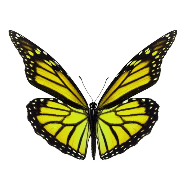 Yellow monarch butterfly Stock Photo by ©thawats 78214572