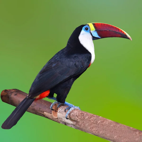 Ramphastos tucanus Stock Photos, Royalty Free Ramphastos tucanus Images ...