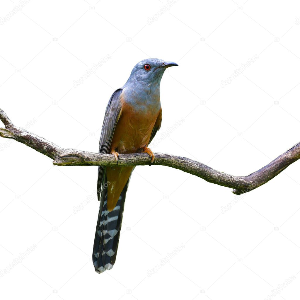 Hermoso pájaro, macho de cuco quejumbroso (Cacomantis merulinus) posado ...