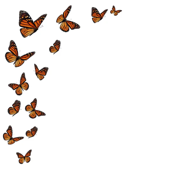 Monarch Butterfly Border