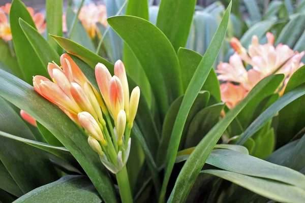 Clivia lily Stock Photos, Royalty Free Clivia lily Images | Depositphotos