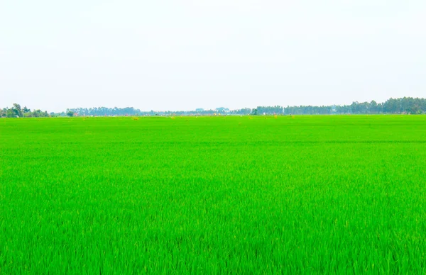 Rice paddy field Stock Photos, Royalty Free Rice paddy field Images ...