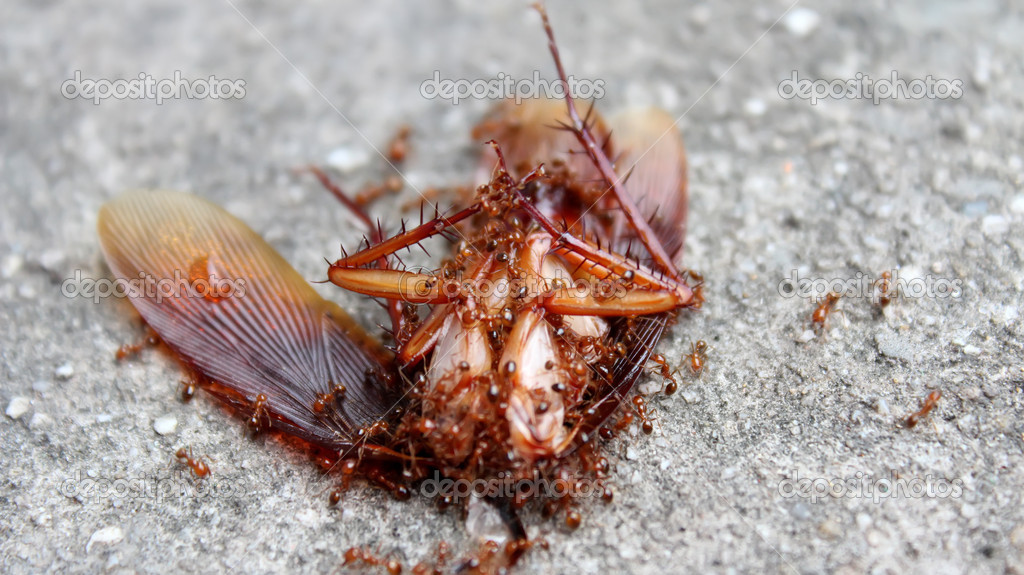 Las hormigas comen insectos muertos — Foto de Stock #31478131 ...