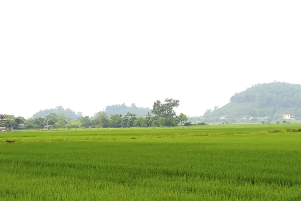 Rice field drawing Stock Photos, Royalty Free Rice field drawing Images ...