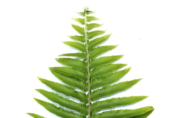 Fern fruits Stock Photos, Royalty Free Fern fruits Images | Depositphotos