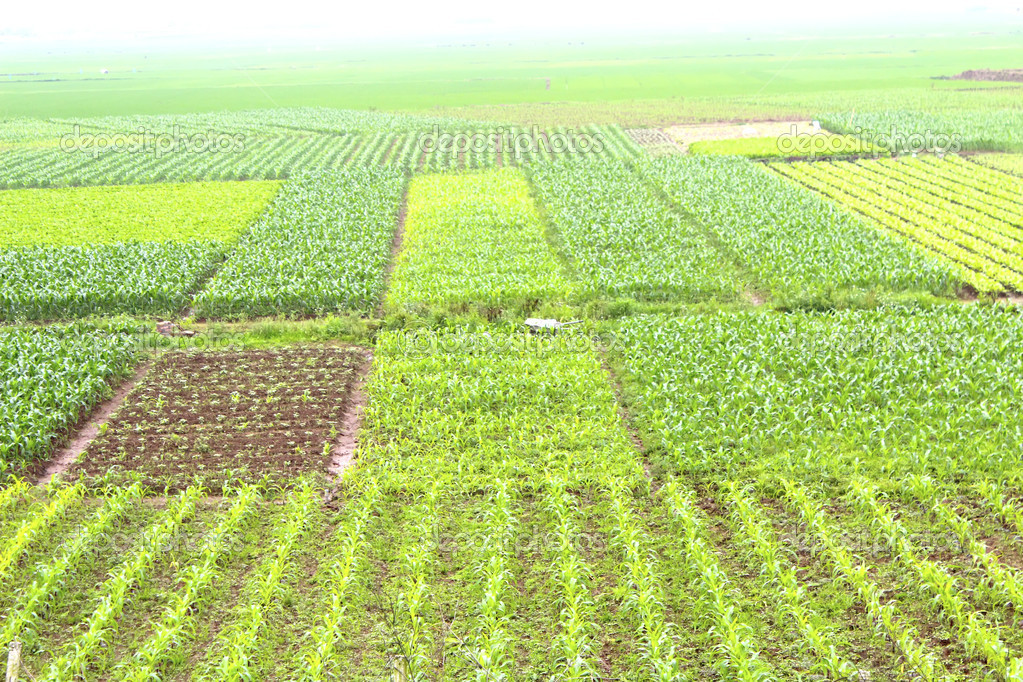 Field of vegetables — Stock Photo © dinhngochung #45479249