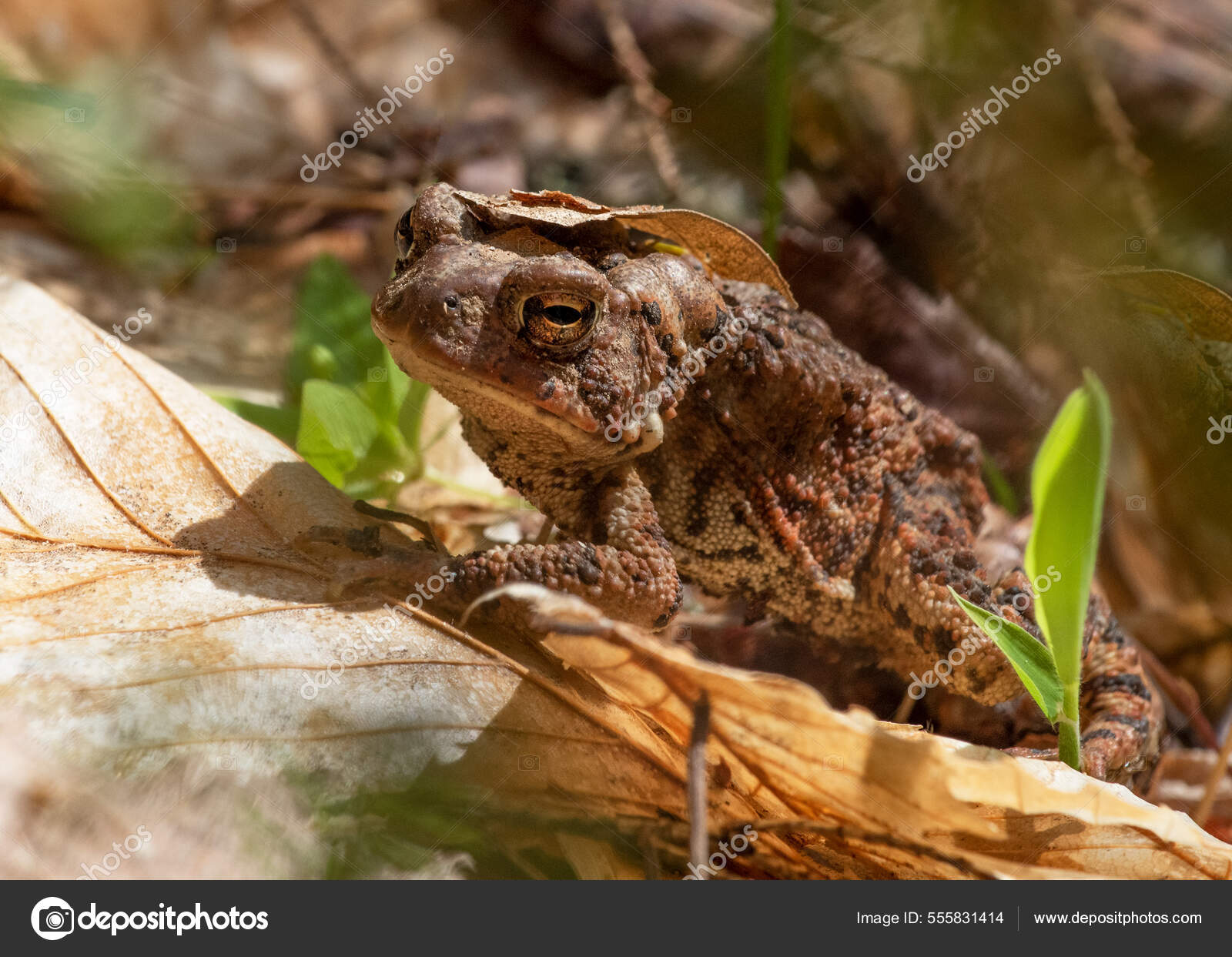 Leaf Toad
