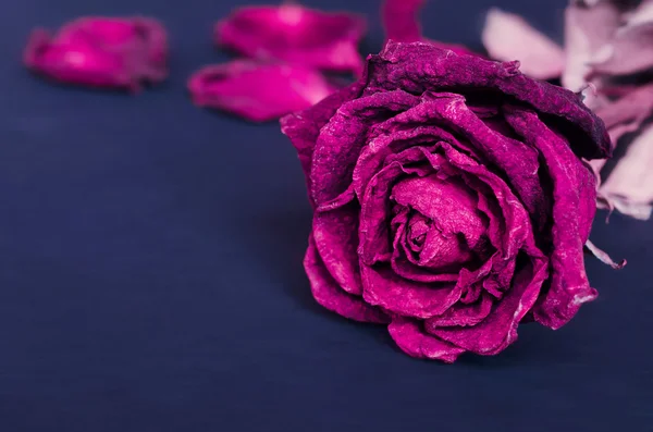Dead rose Stock Photos, Royalty Free Dead rose Images | Depositphotos