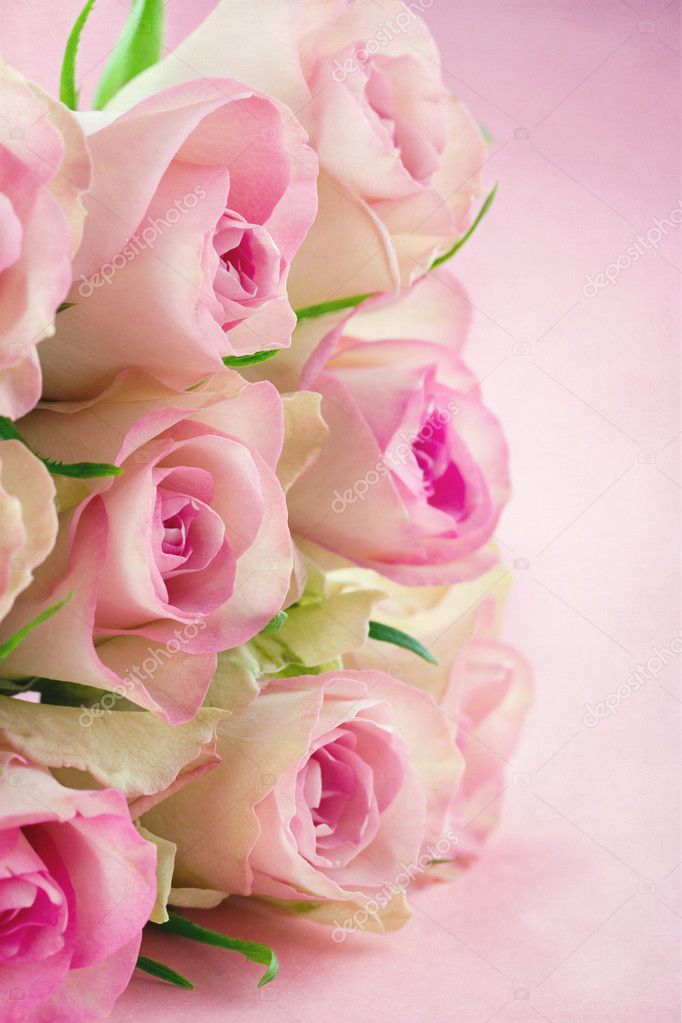 Roses on pink textured background Stock Photo by ©anskuw 23241322
