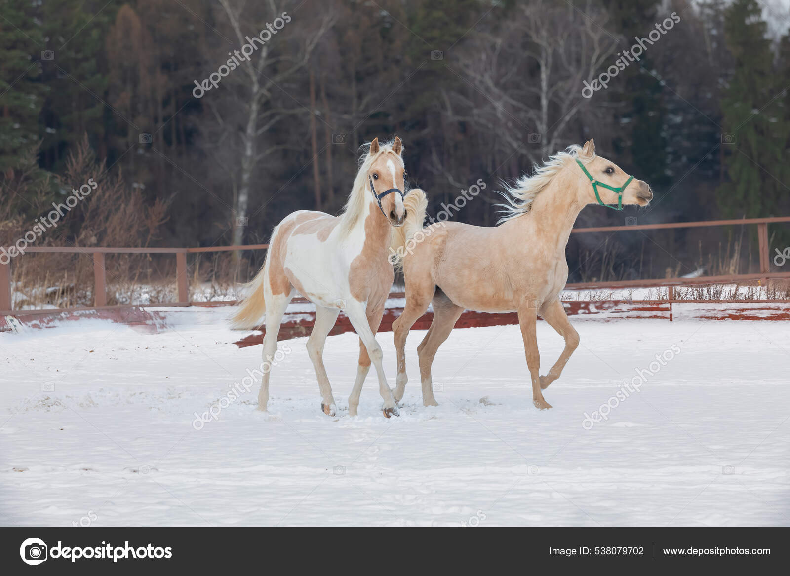 Light Colored Horses