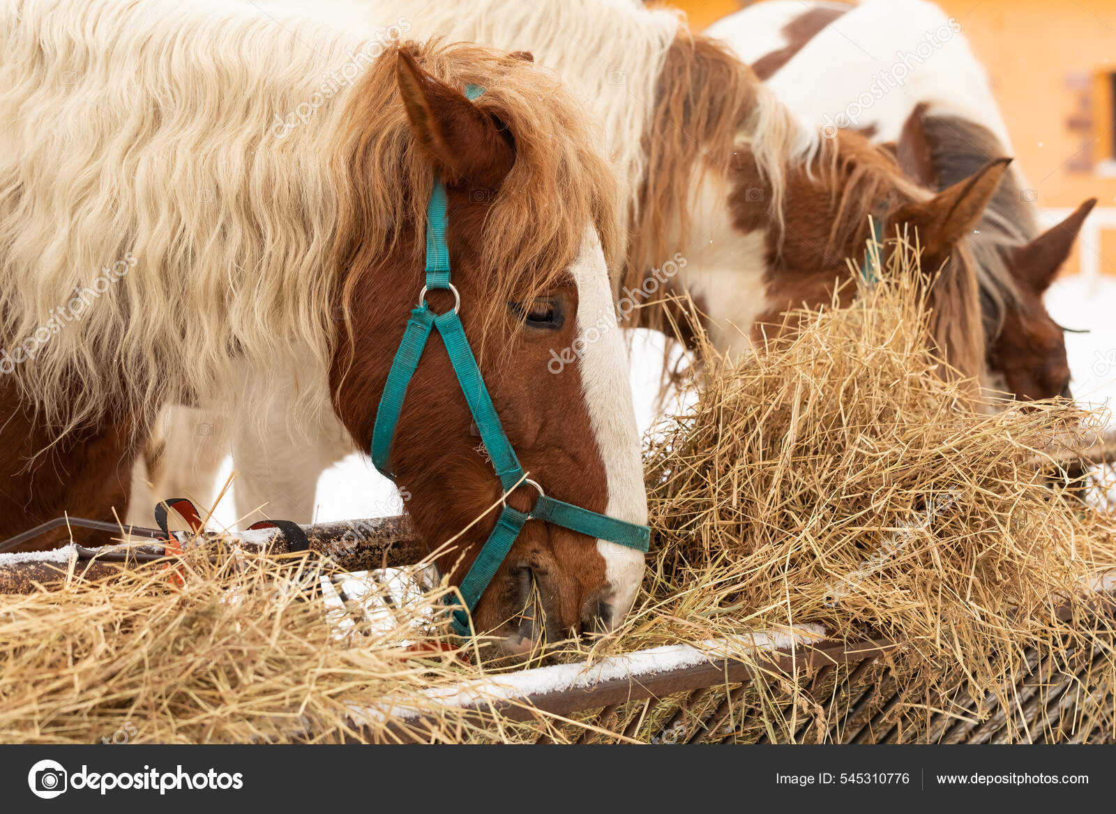 Horses eat hay standing outside. Food lies in a special compartment. A ...