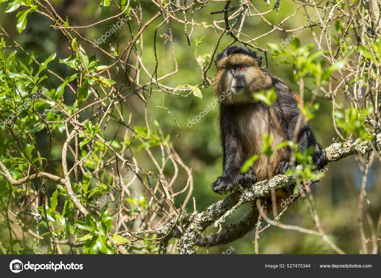 Golden Monkey Cercopithecus Kandti Beautiful Colored Rare Monkey ...
