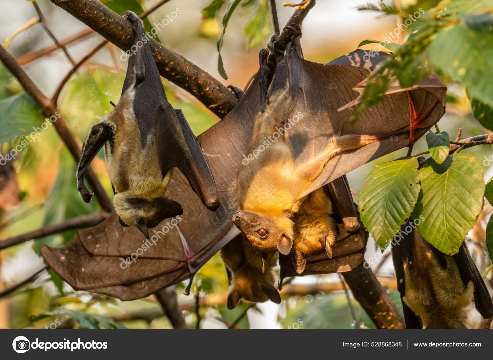 African Straw Colored Fruit Bat