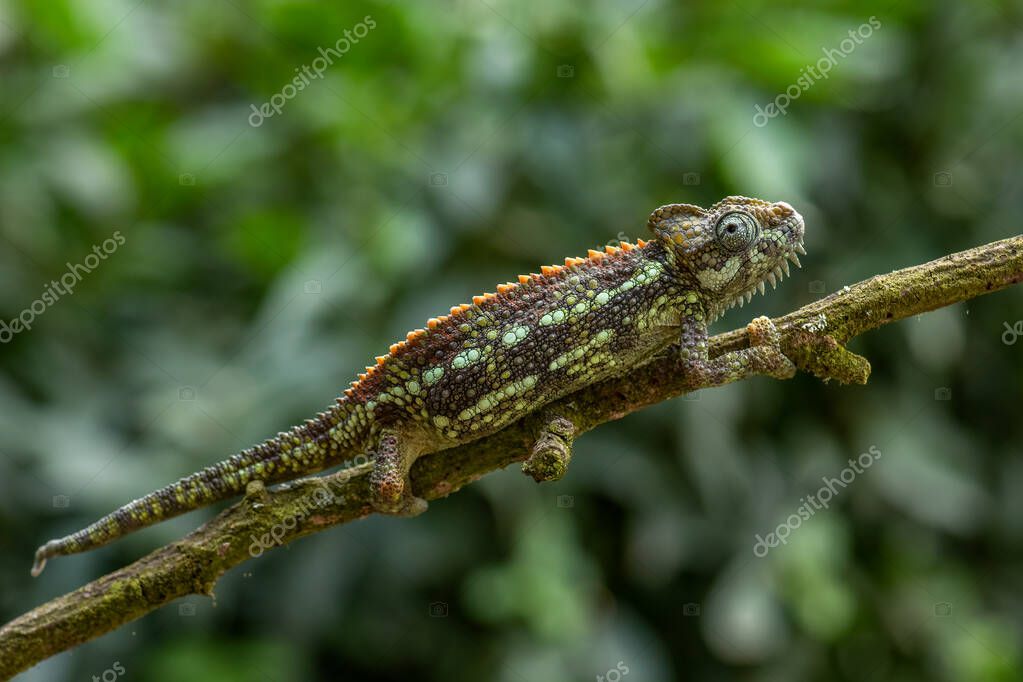 Camale n de alta cascada - Trioceros hoehnelii, hermoso lagarto de ...