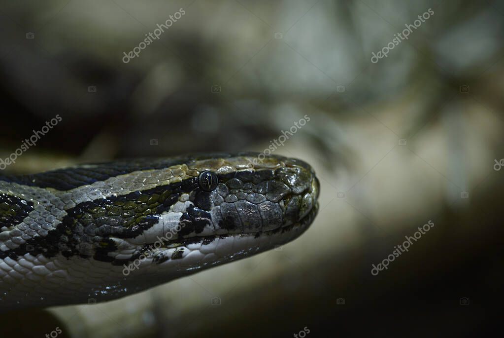 Python indio - Python molurus, retrato de una gran serpiente no ...