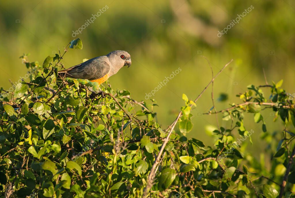 Loro de vientre rojo - Poicephalus rufiventris, pequeño loro de color ...