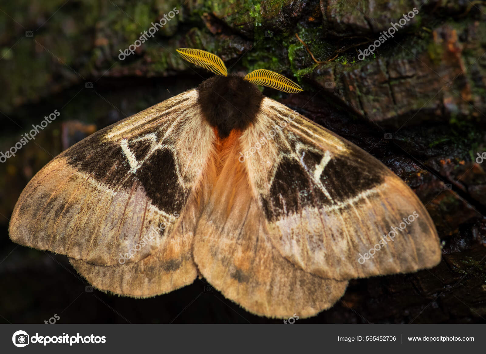Emperor Moth Dirphia Napoensis Beautiful Large Moth South American ...
