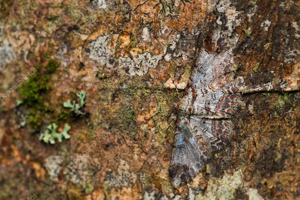 Polilla geométrica - Iridopsis appetens, hermosa polilla enmascarada de ...