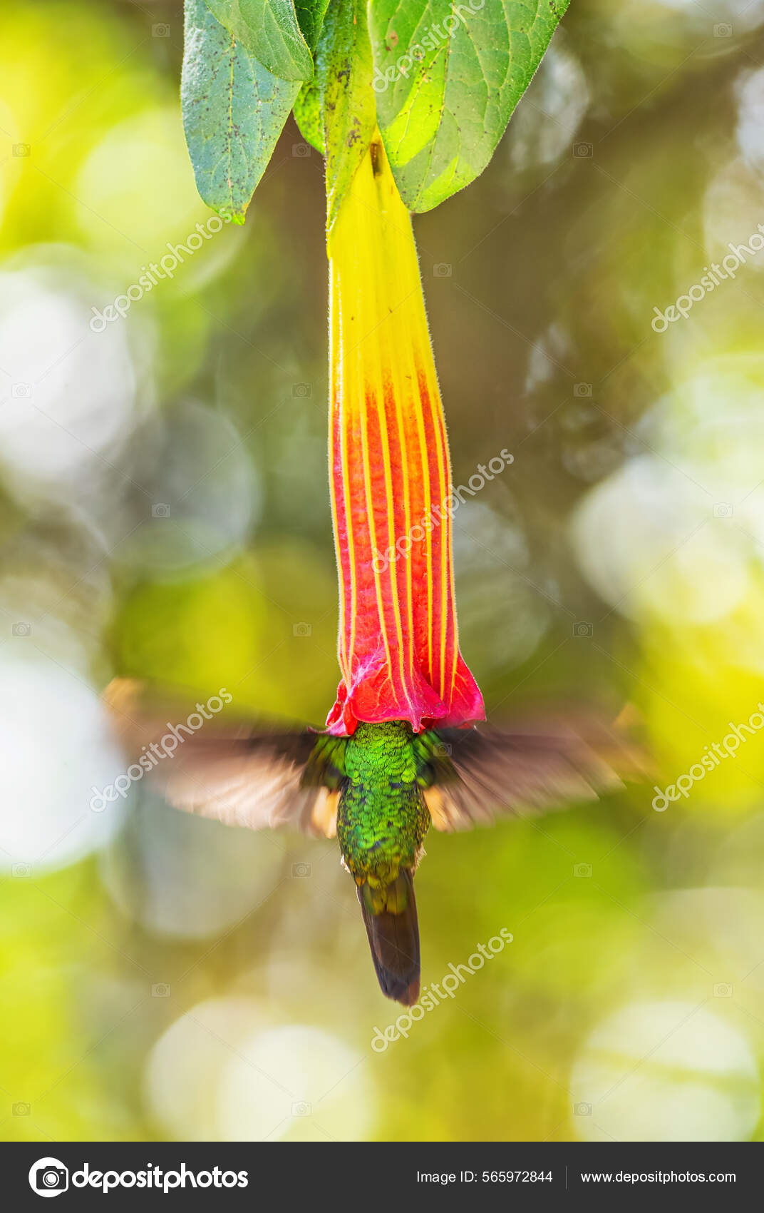 Buff Winged Starfrontlet Coeligena Lutetiae Beautiful Green Hummingbird ...