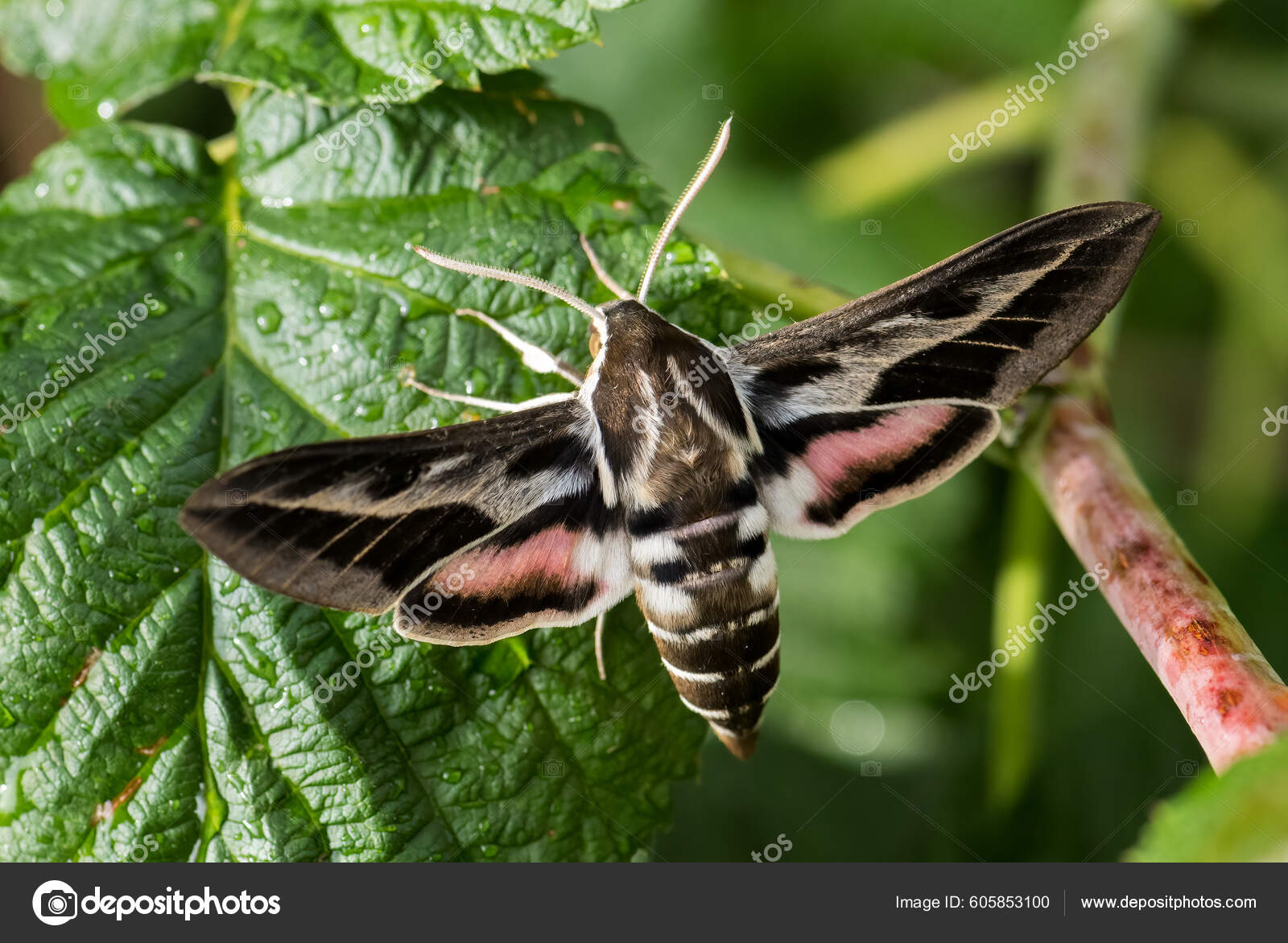 Barbary Spurge Hawk Moth Hyles Tithymali Beautiful Colored Hawk Moth ...