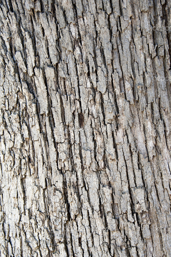 Fir bark texture Stock Photo by ©atm2003 33958241